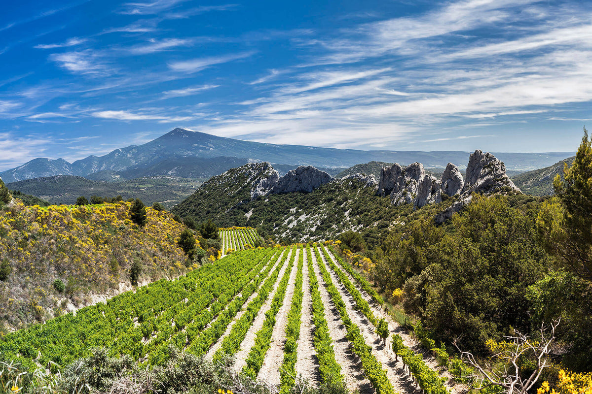 Rhone Valley – The Moomba Wine Shop